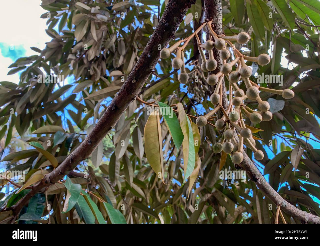 Durian flowers (Durio zibethinus), king of fruits, blooming from the ...