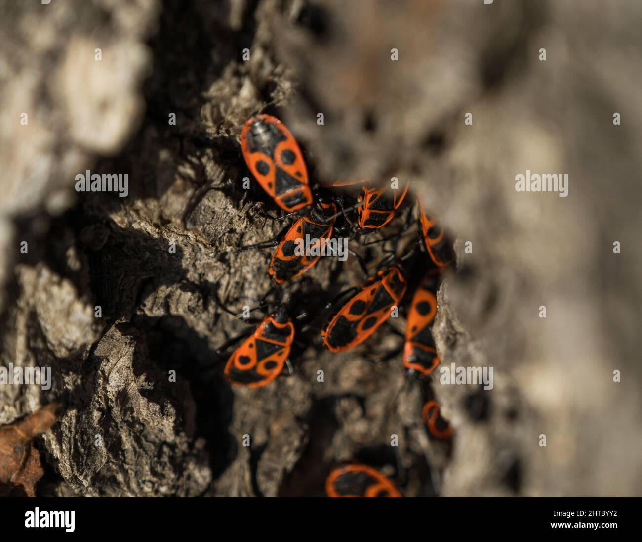 Closeup of red bugs on tree bark Stock Photo - Alamy