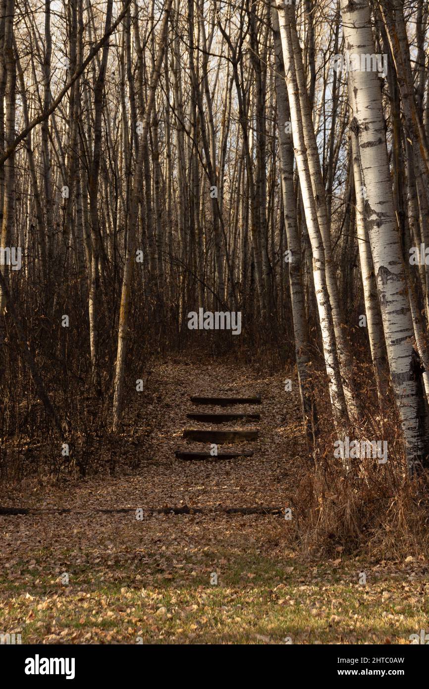 Closeup of stairs in the forest Stock Photo - Alamy