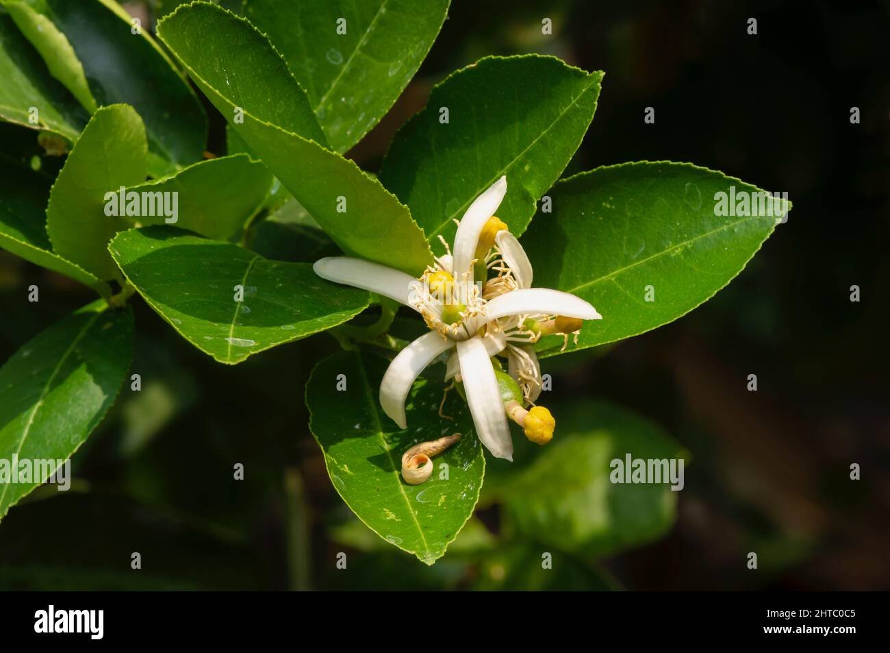Lemon flower (Citrus limon) and green leaves, in shallow focus Stock ...