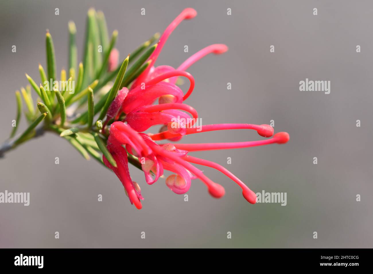 Closeup of a vibrant pink Grevillea juniperina plant growing with a ...