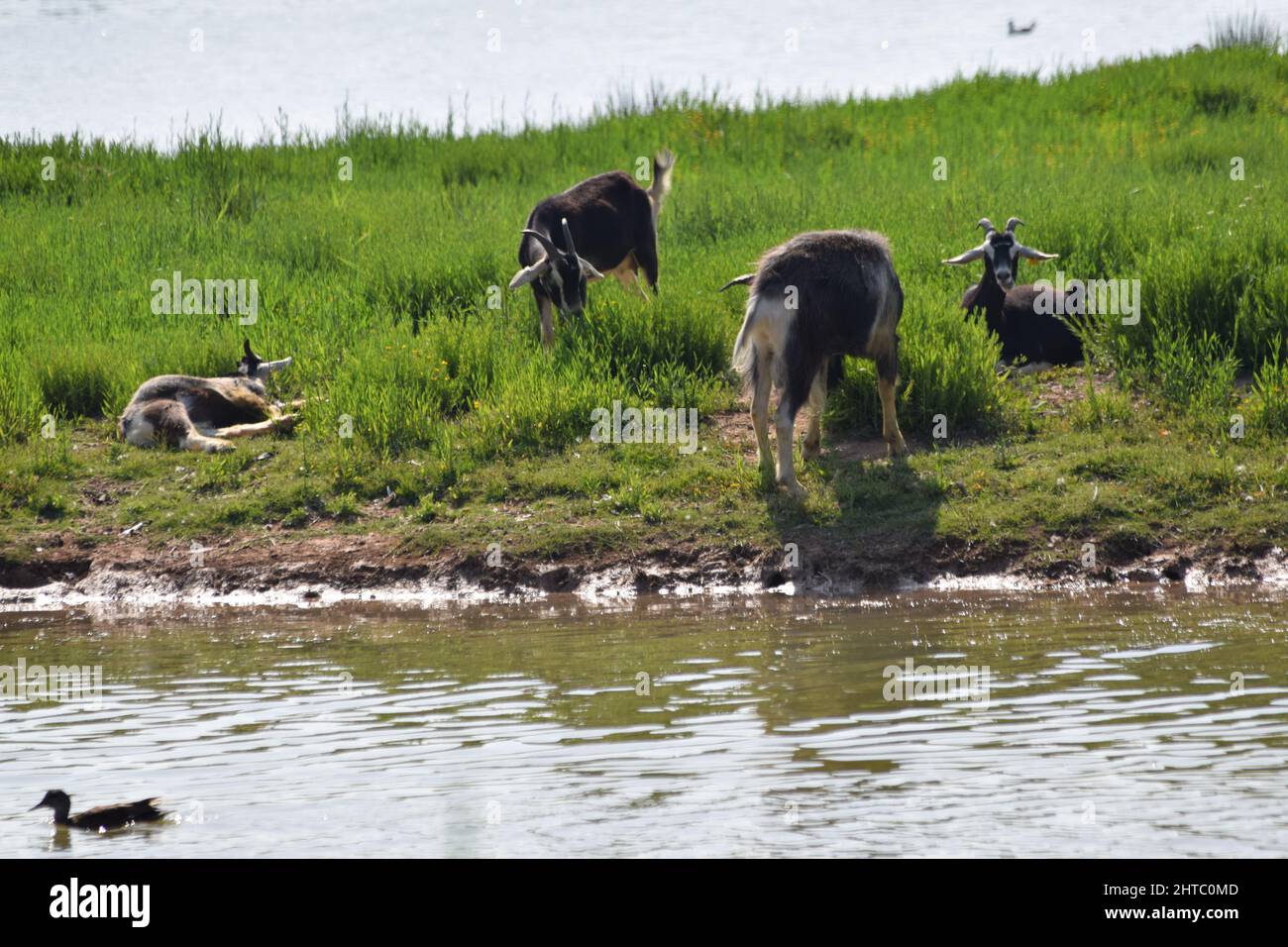 Lake with a swimming duck and shore with goats during daylight Stock ...