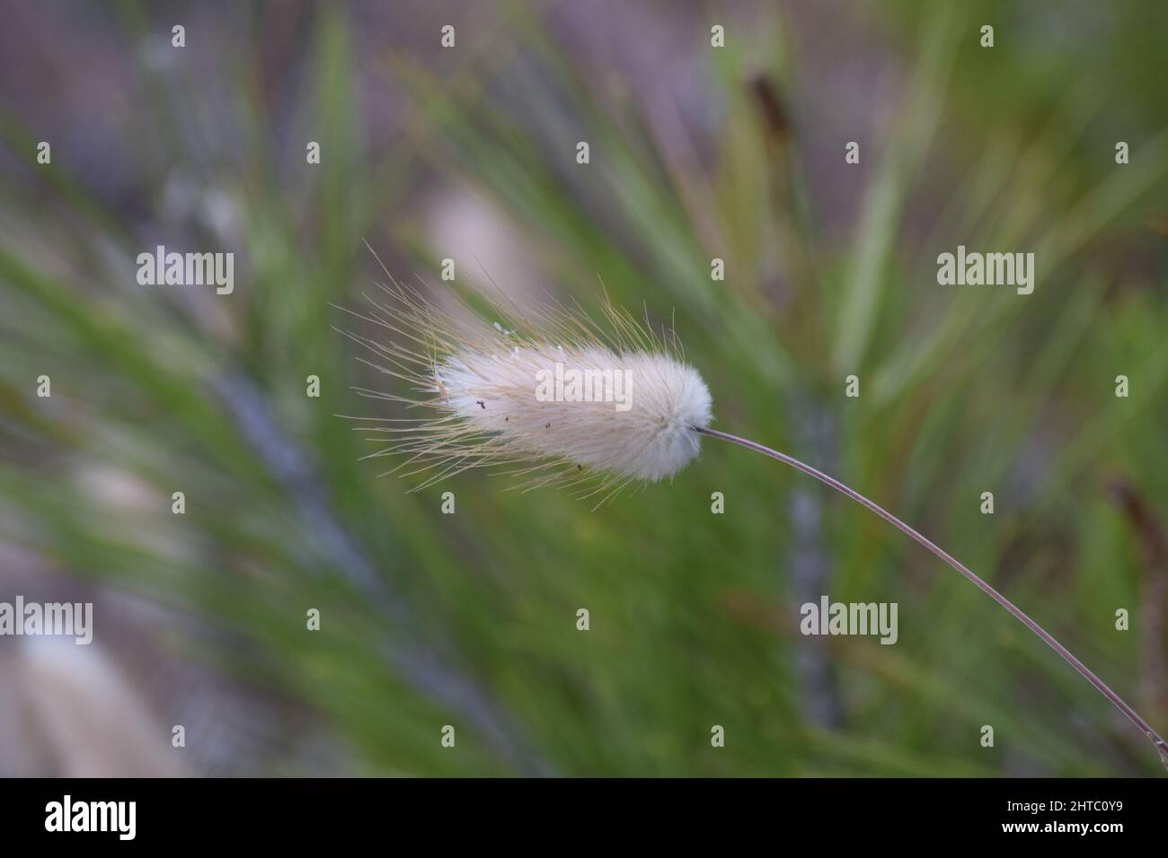 Selective focus shot of a beautiful Lagurus Ovatus plant growing in a ...