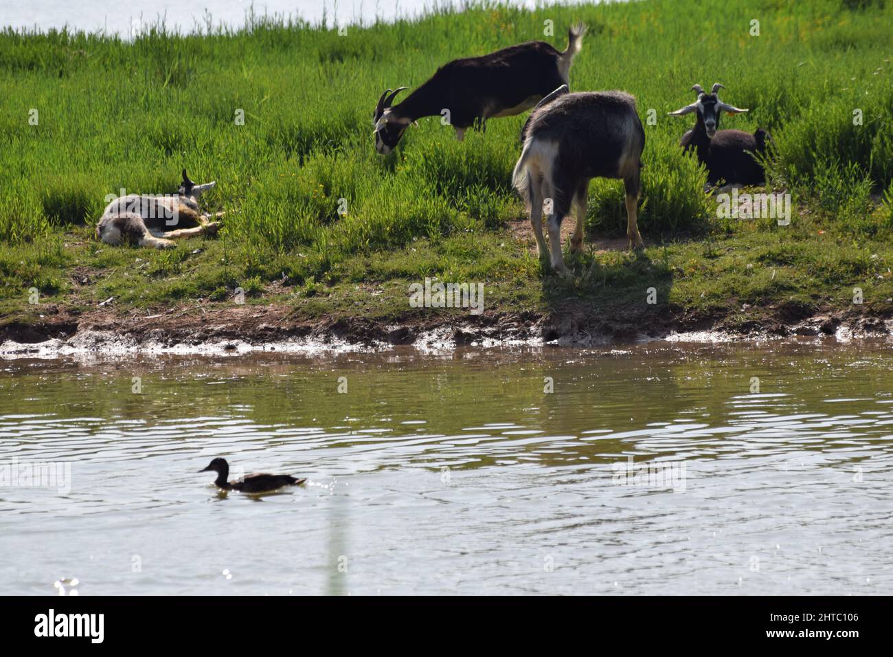Lake with a swimming duck and shore with goats during daylight Stock ...