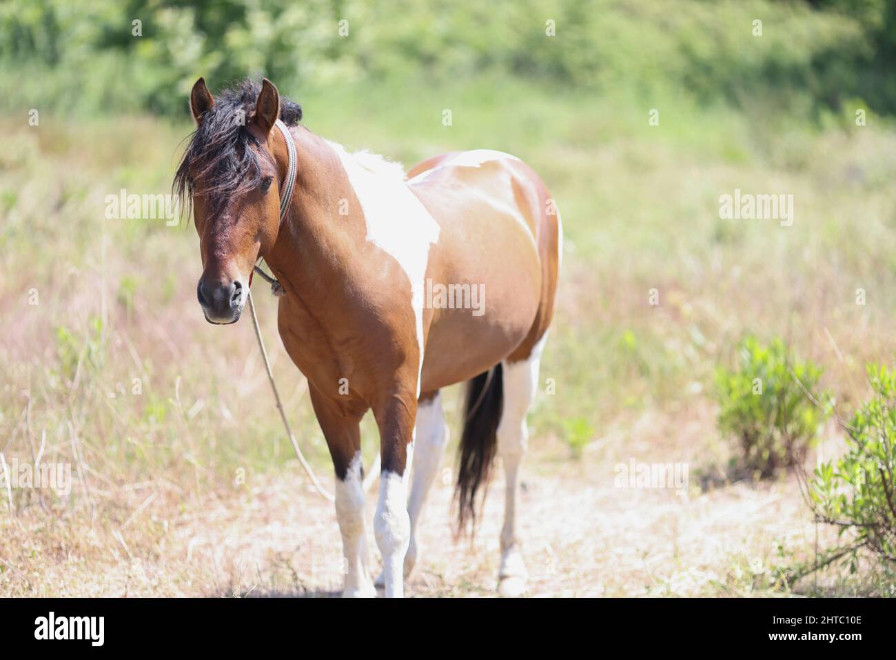 Light brown young colt stand in field, in flower meadow, wild animal in ...