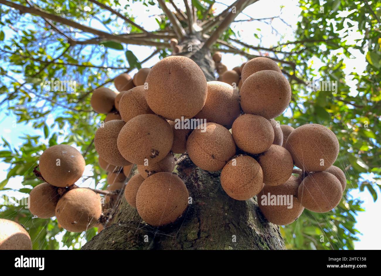 Kepel fruits or burahol (Stelechocarpus burahol), on the tree trunk ...