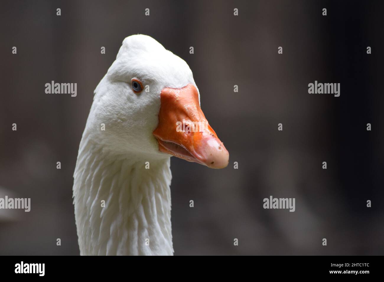 Closeup portrait of a white Emden goose head looking aside on a blurry ...