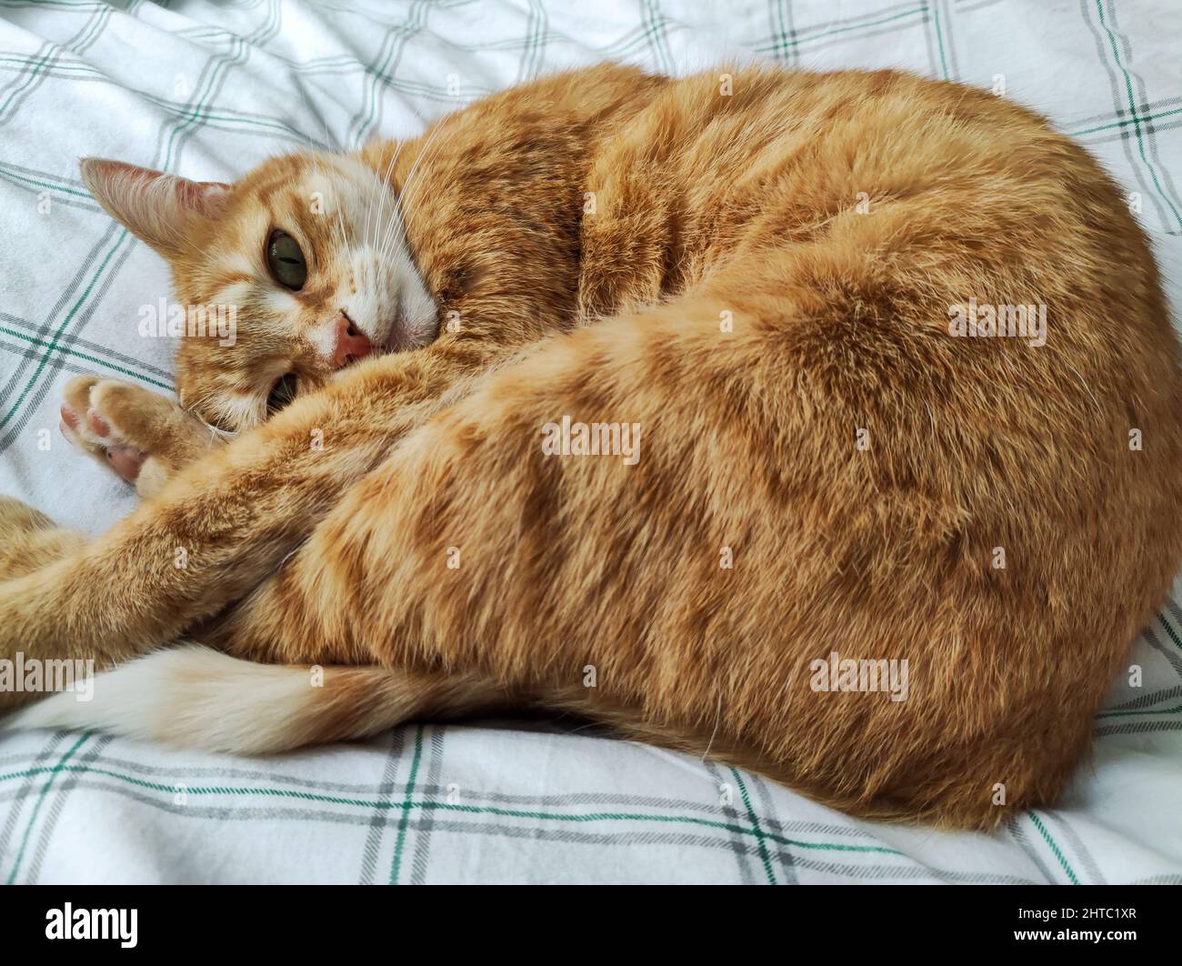 ginger cat sleeping in a bed Stock Photo - Alamy