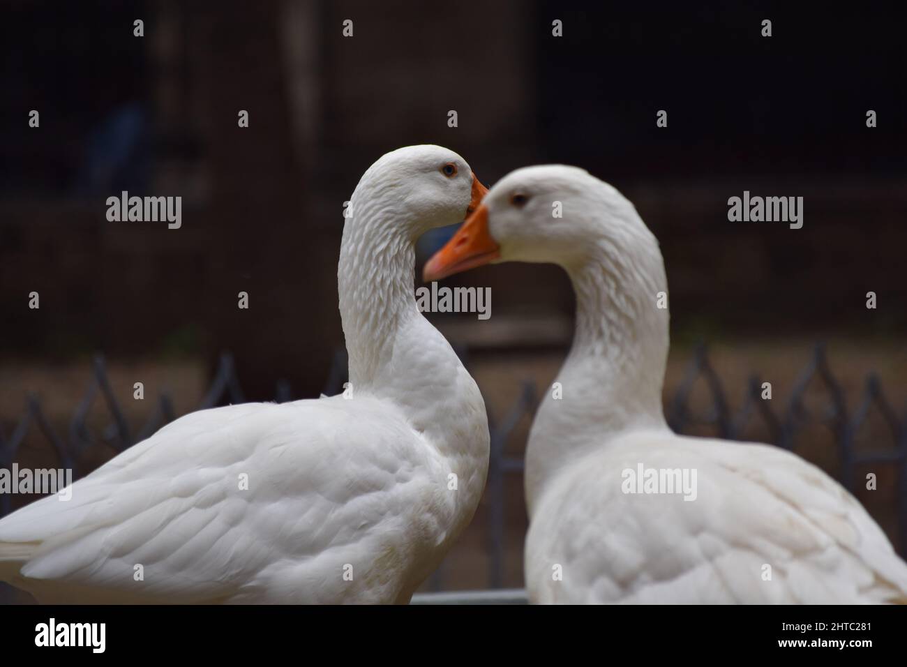 Closeup portrait of white Emden geese with long necks looking in ...