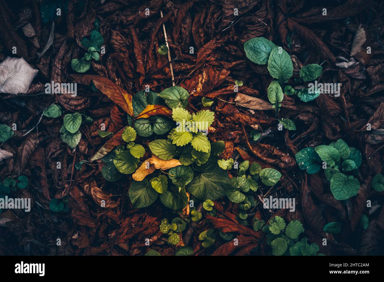 Top view of green plants among dry fallen leaves under the sunlight ...