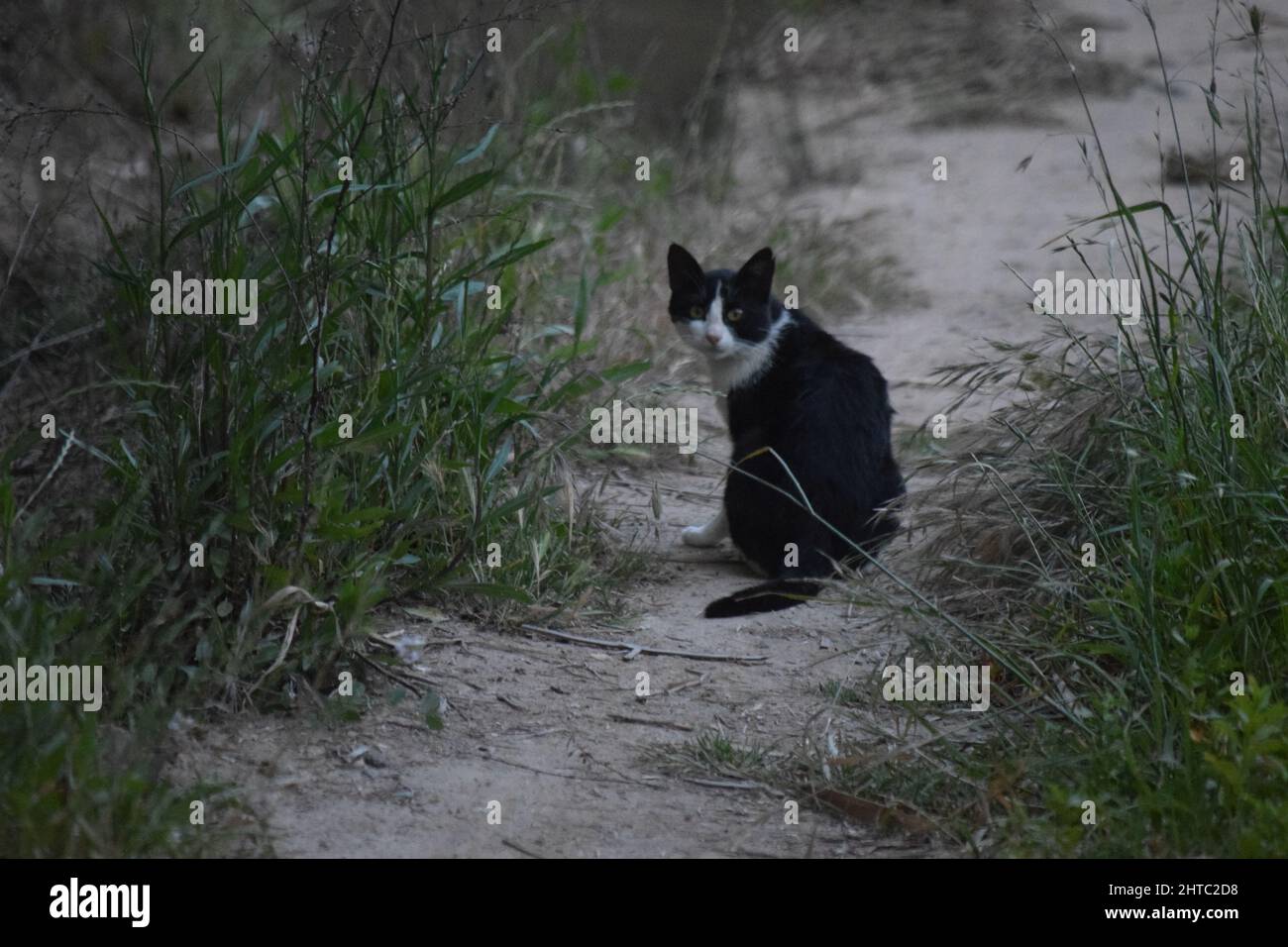 Scenic view of a black and white cat looking back, sitting on a pathway ...