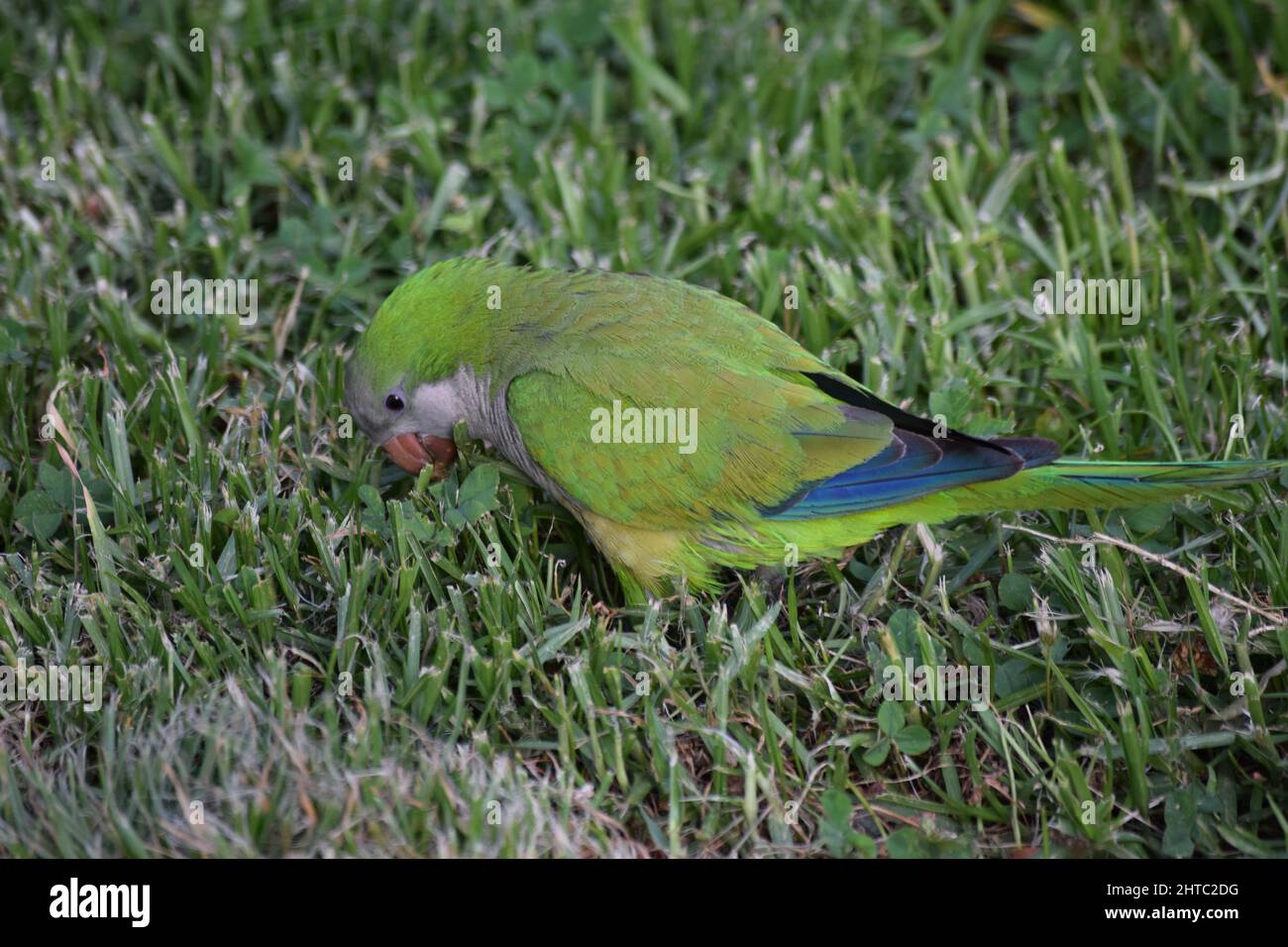 Monk parakeet on the ground hi-res stock photography and images - Alamy