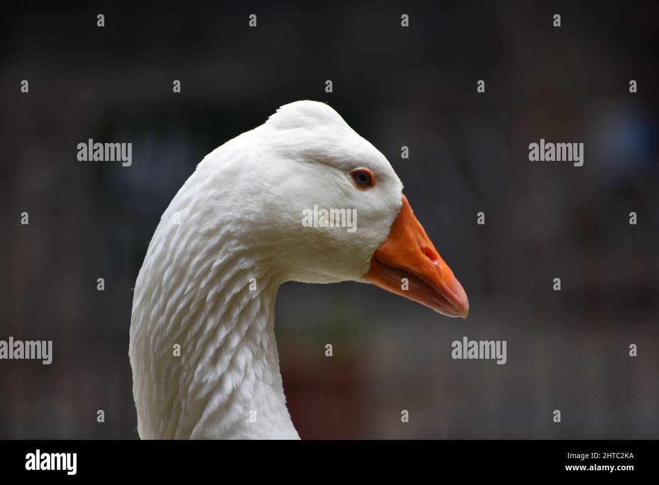 Closeup portrait of a white Emden goose head looking aside on a blurry ...