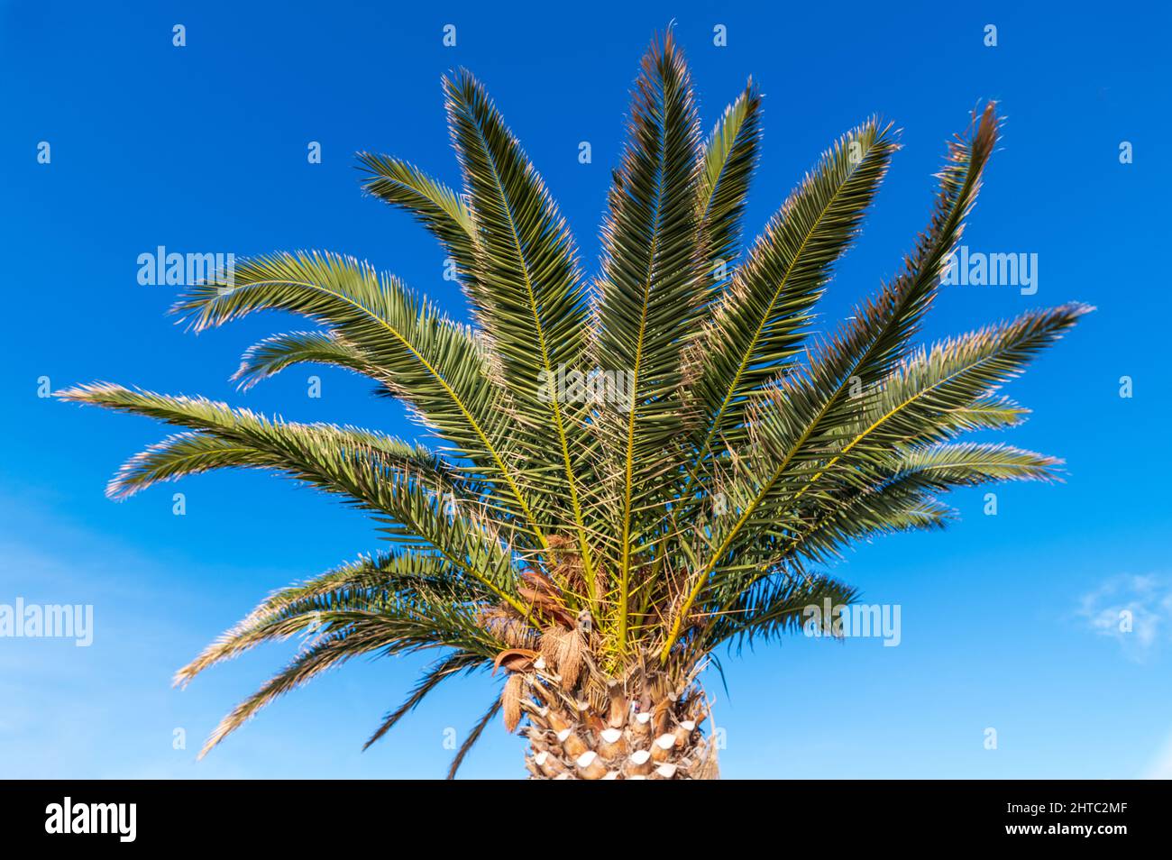 Palm tree low angle hi-res stock photography and images - Alamy