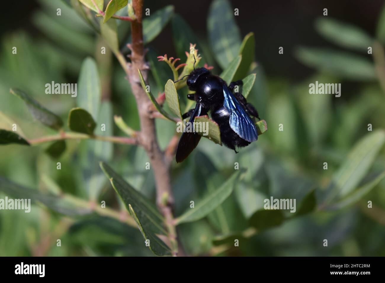 Closeup of a carpenter bee with blue wings sitting on green leaves of a ...