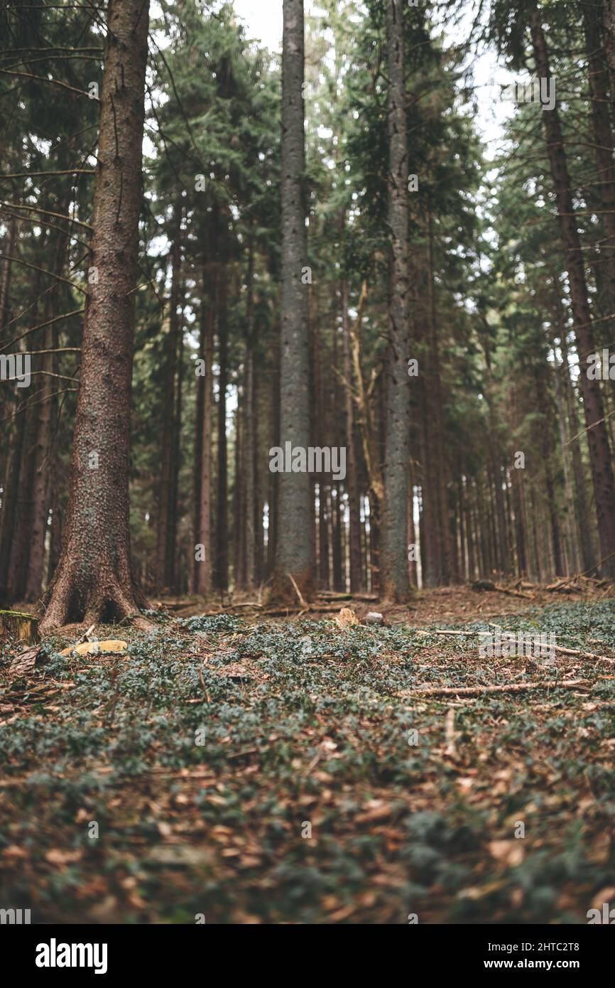 Vertical bottom shot of grass in the forest full of tall trees Stock ...