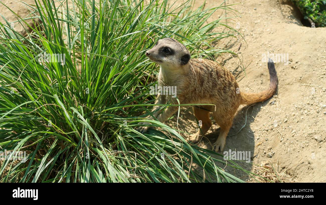 Meerkat standing up near a bush at the zoo Stock Photo - Alamy