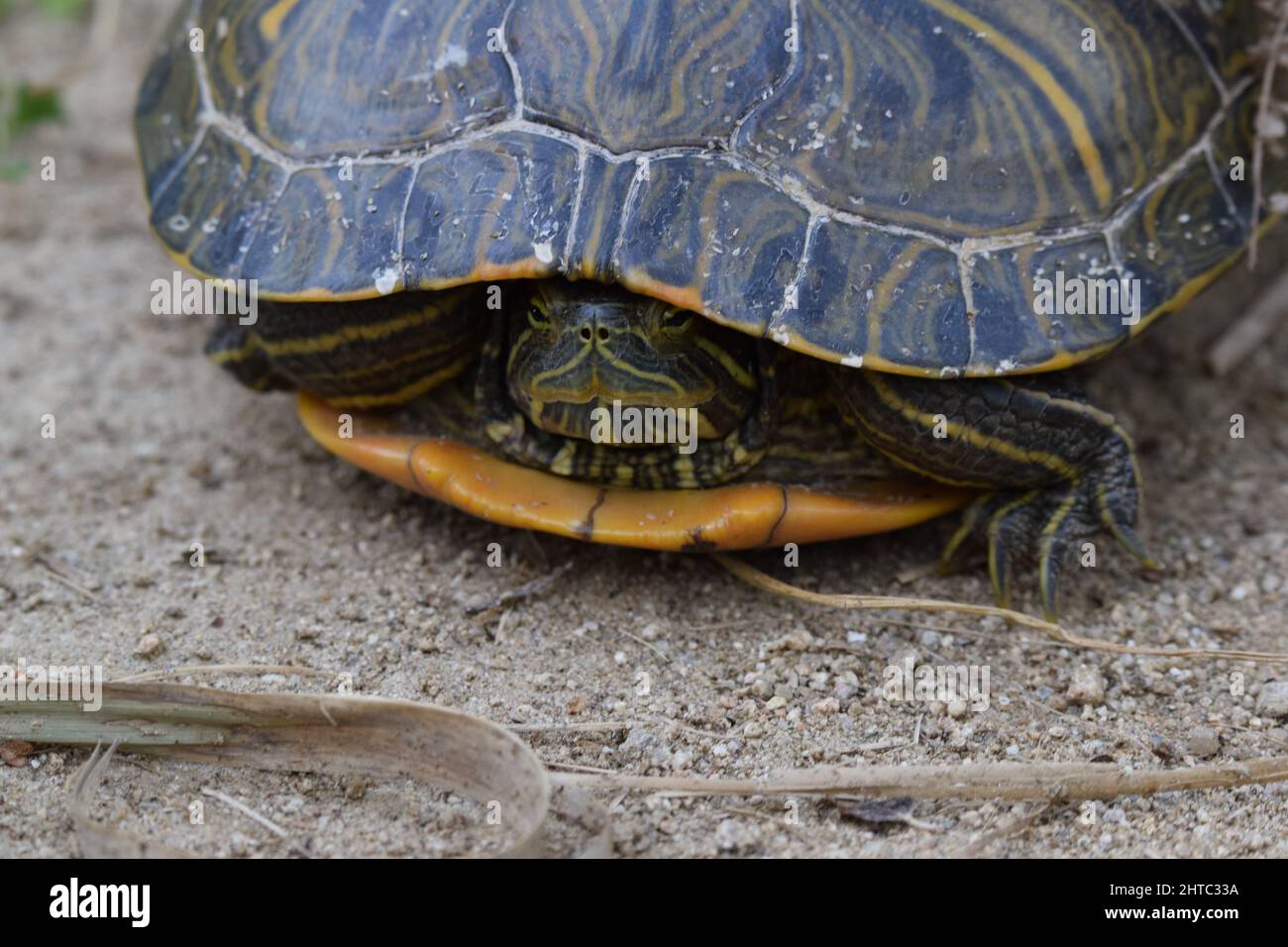 Tortoise head inside shell hi-res stock photography and images - Alamy