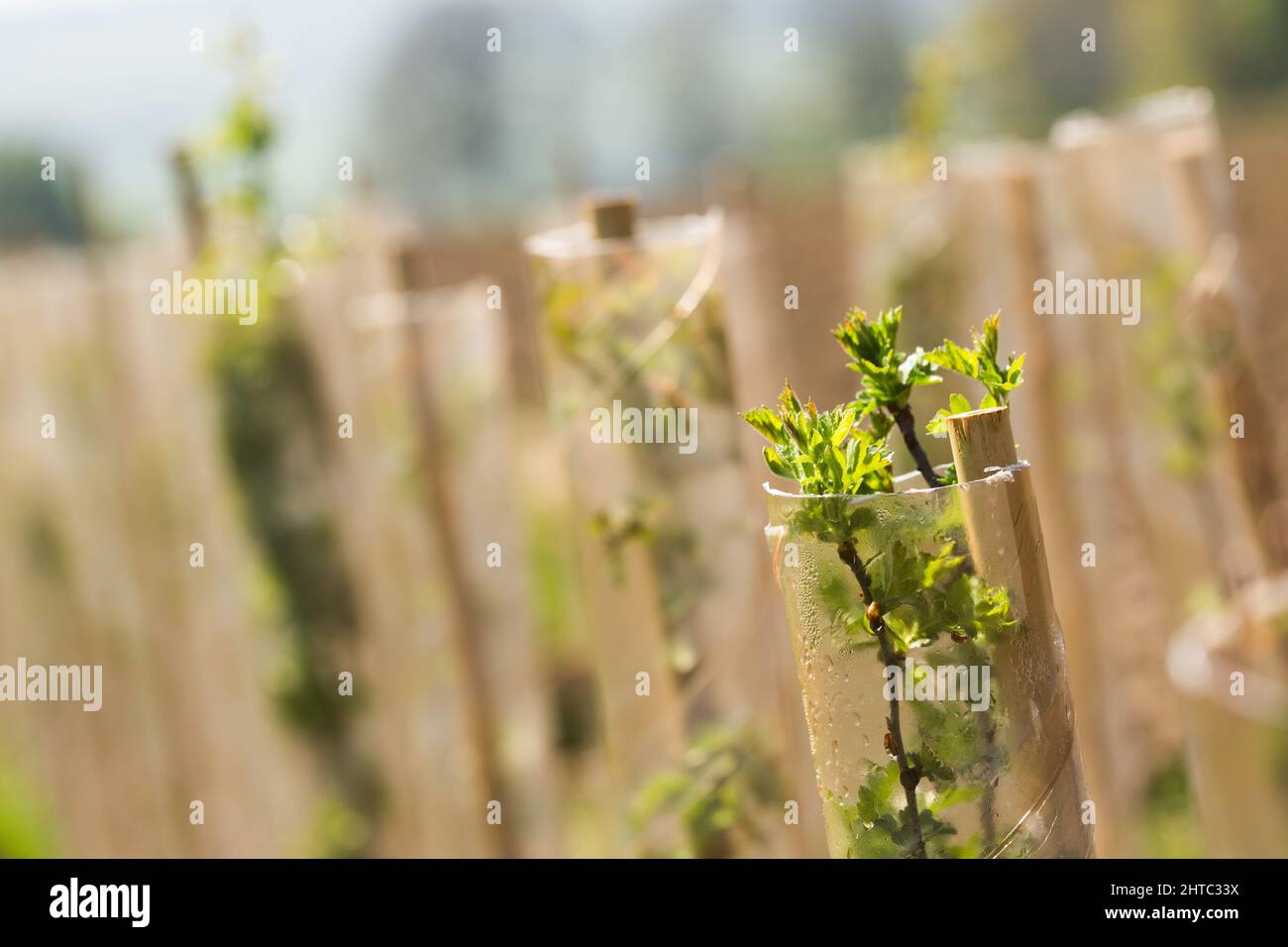 Closeup shot of the green plant fixed in a plastic tube with the wooden ...