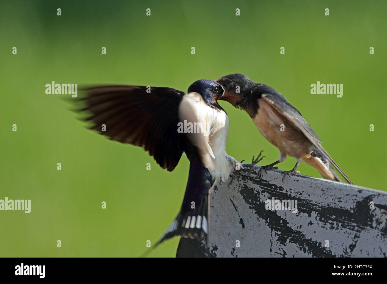Barn Swallow a little bird in nature but with great flight skills Stock ...