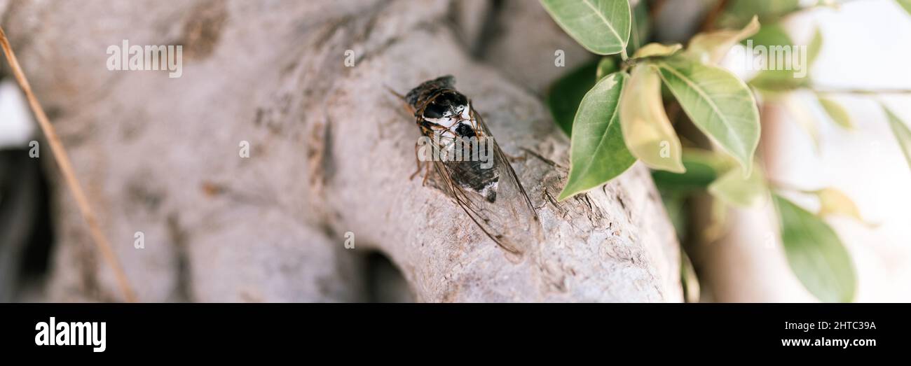 cicada cicadidae a black large flying chirping insect or bug or beetle ...