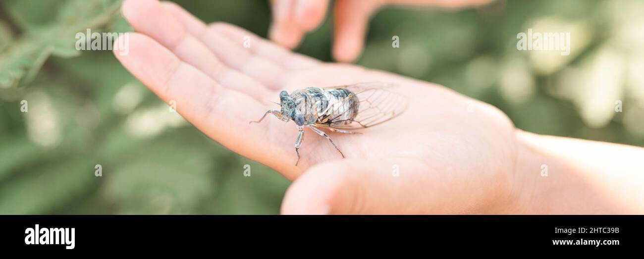kid hand holding cicada cicadidae a black large flying chirping insect ...