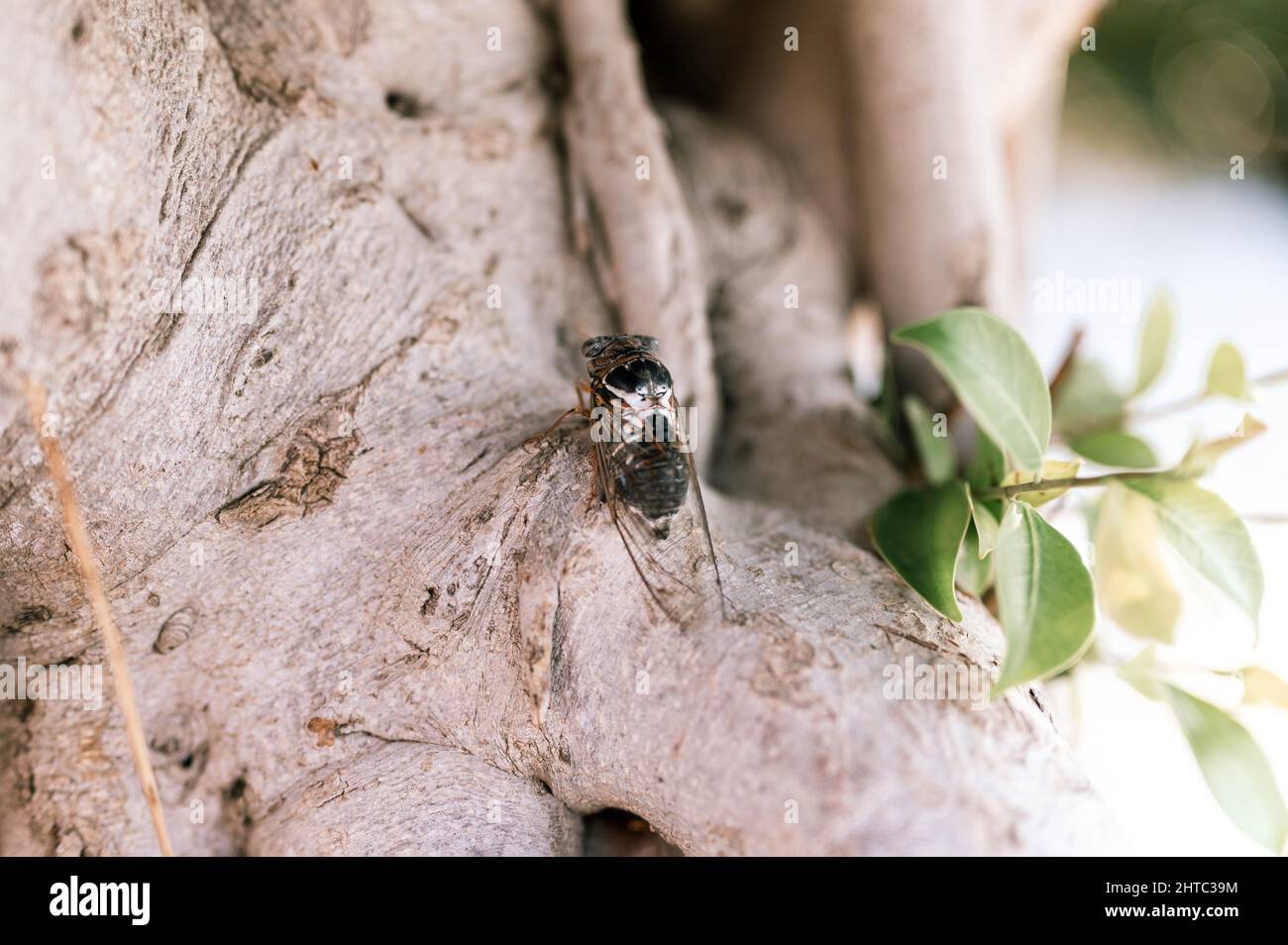 Cicada cicadidae hi-res stock photography and images - Alamy