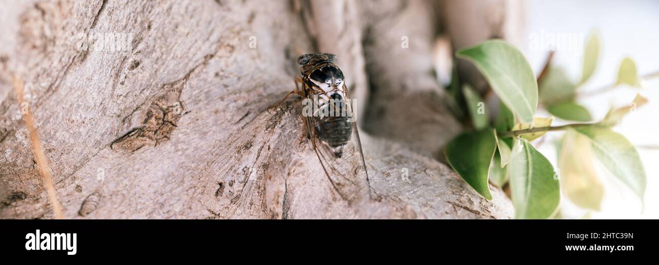 cicada cicadidae a black large flying chirping insect or bug or beetle ...