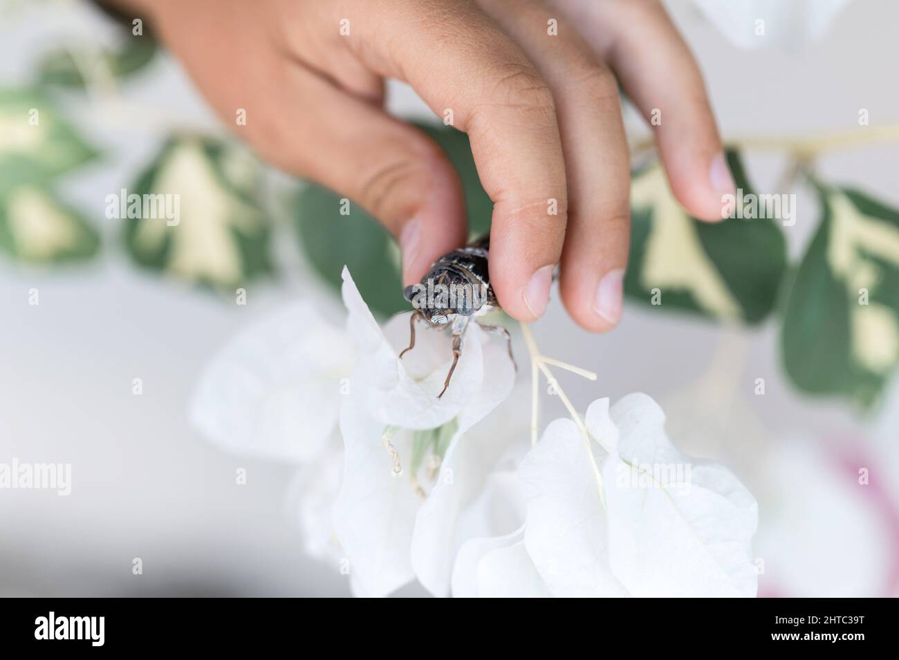 kid hand holding cicada cicadidae a black large flying chirping insect ...