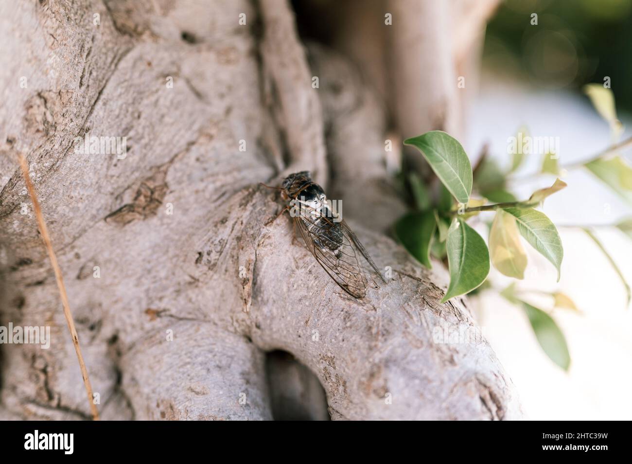 Large flying beetle hi-res stock photography and images - Alamy