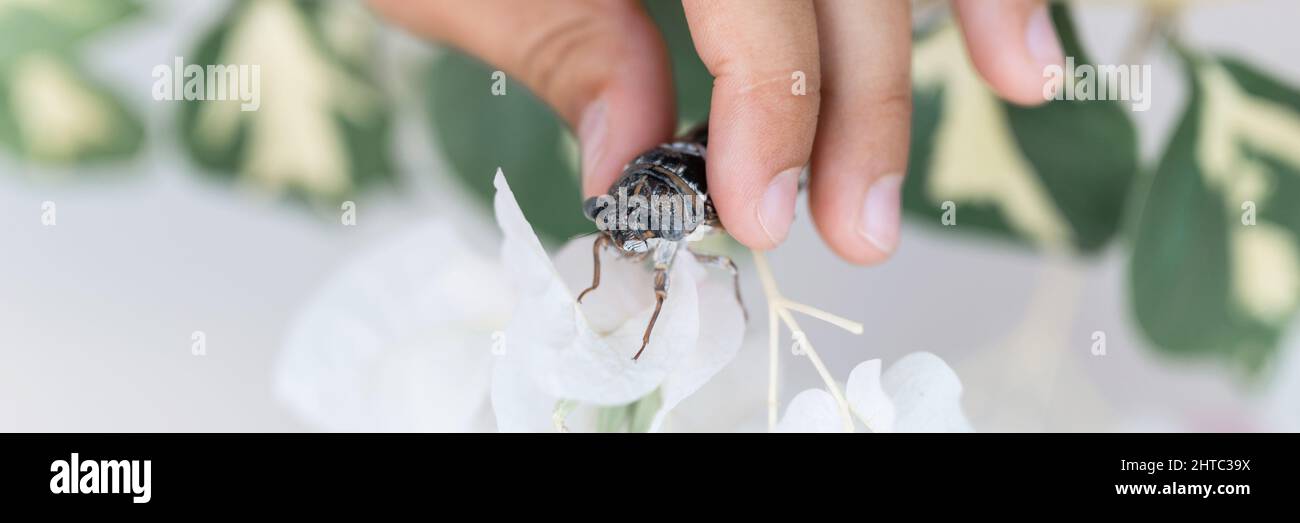 kid hand holding cicada cicadidae a black large flying chirping insect ...