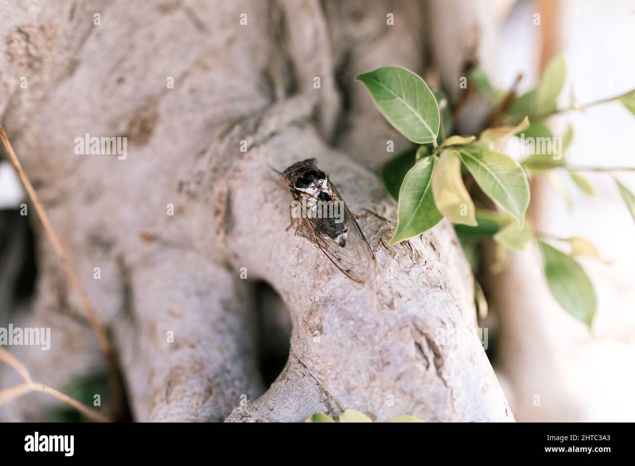 cicada cicadidae a black large flying chirping insect or bug or beetle ...
