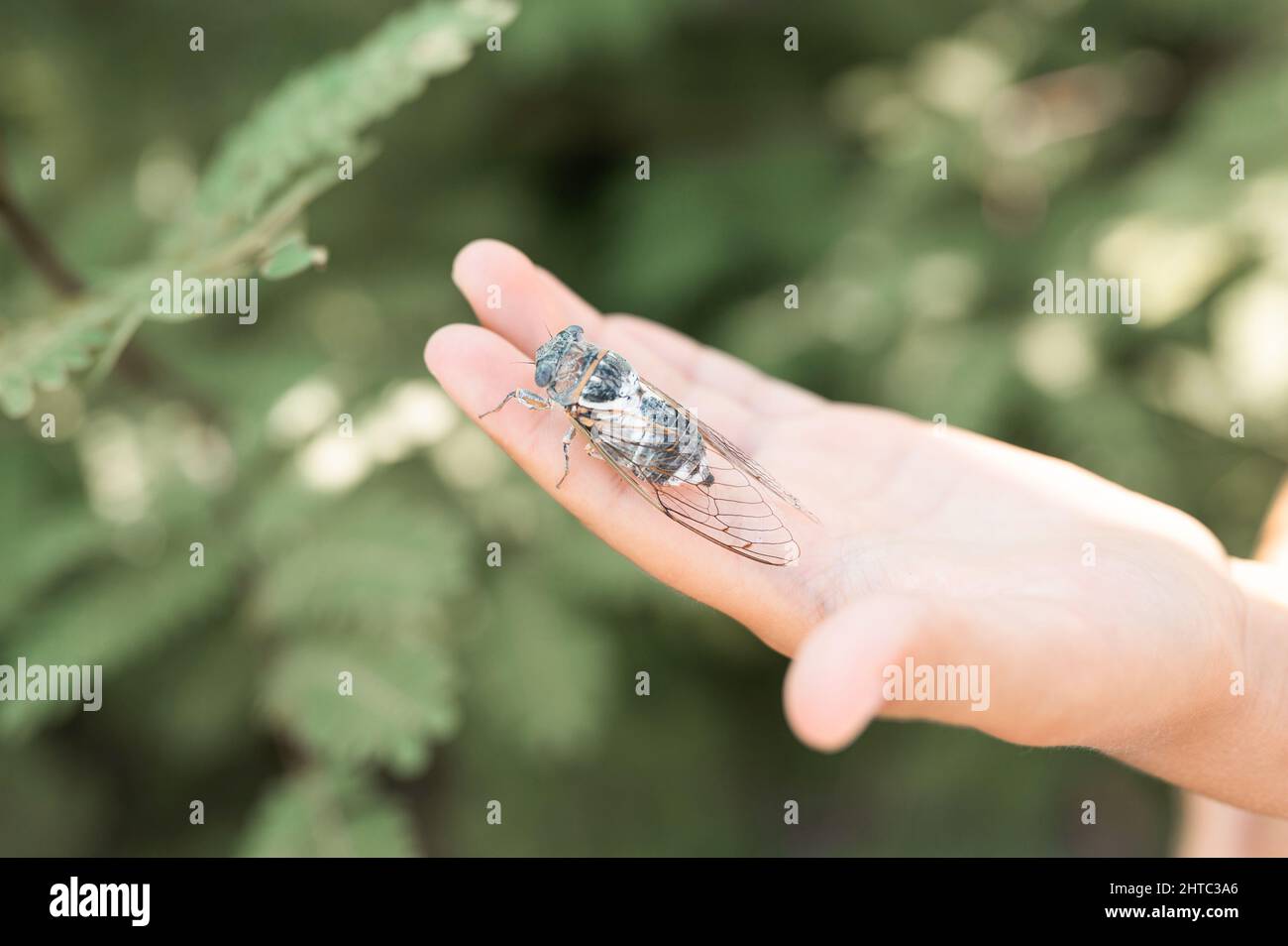 kid hand holding cicada cicadidae a black large flying chirping insect ...