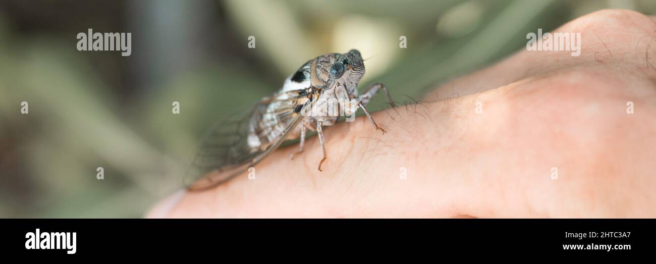 male hand holding cicada cicadidae a black large flying chirping insect ...