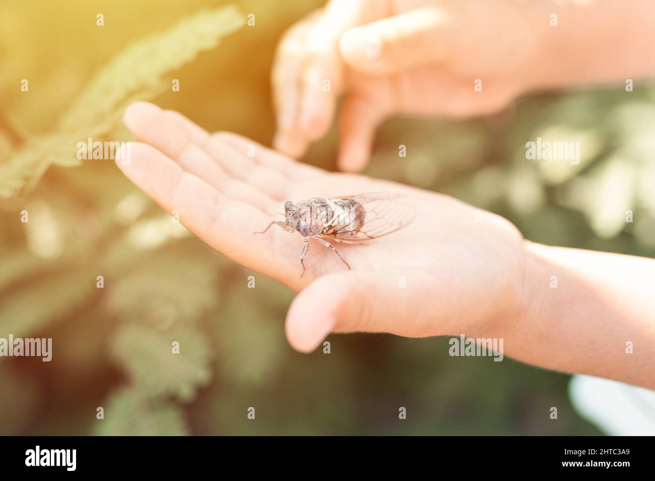 kid hand holding cicada cicadidae a black large flying chirping insect ...