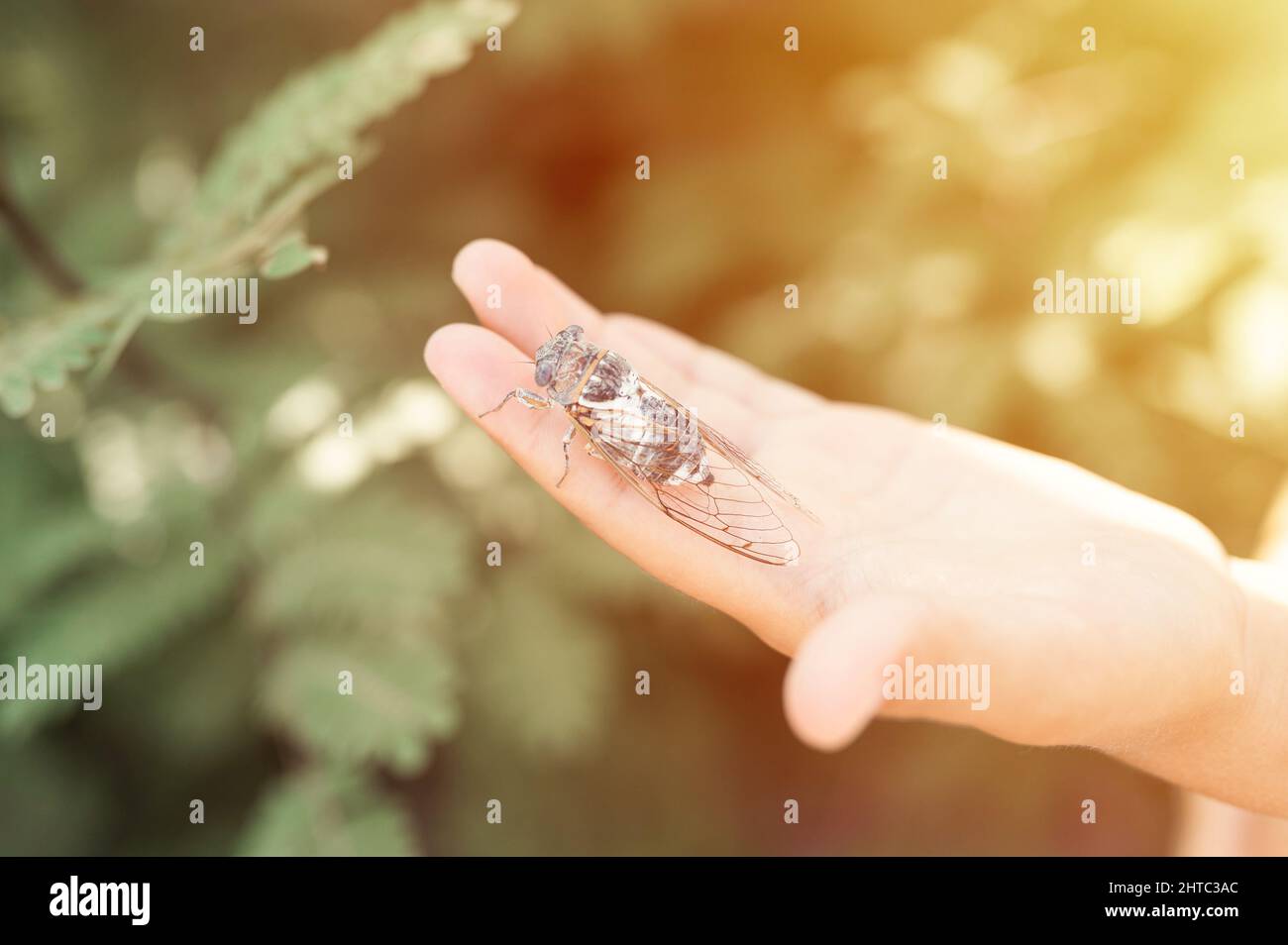 kid hand holding cicada cicadidae a black large flying chirping insect ...