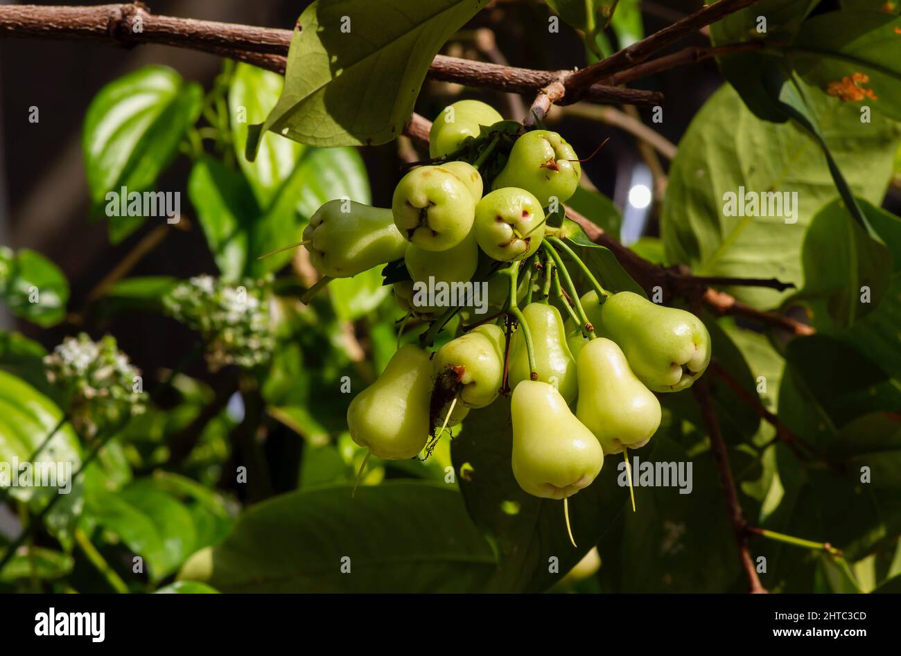 Watery rose apples hi-res stock photography and images - Alamy
