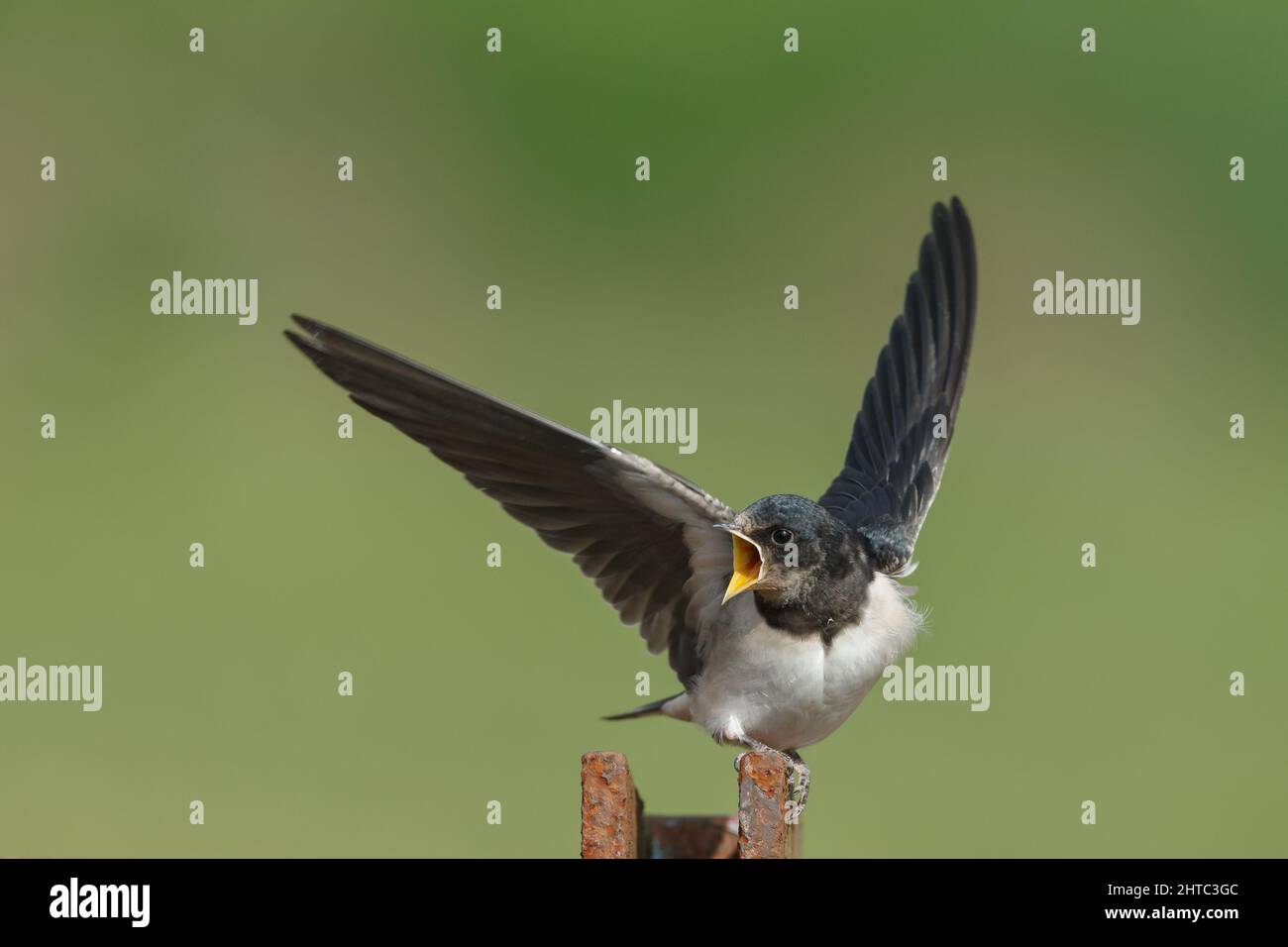 Barn Swallow a little bird in nature but with great flight skills Stock ...