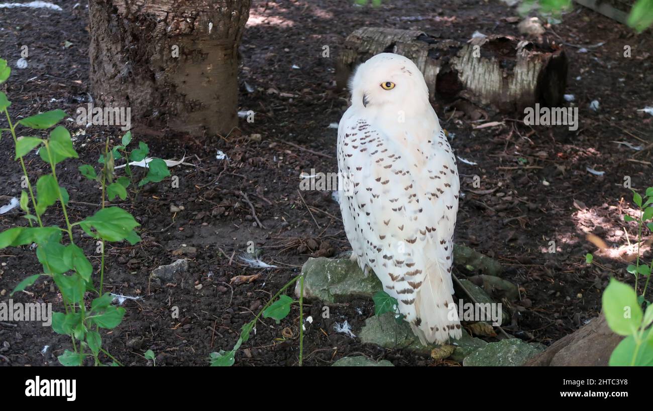 Owl turning head around hi-res stock photography and images - Alamy