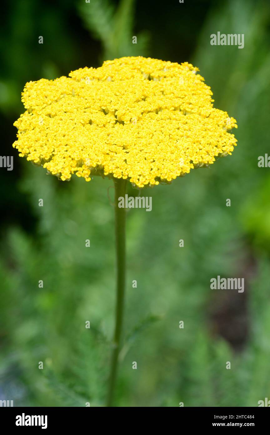 Single Yellow Achillea filipendulina 'Gold Plate' (Yarrow) Flower grown ...