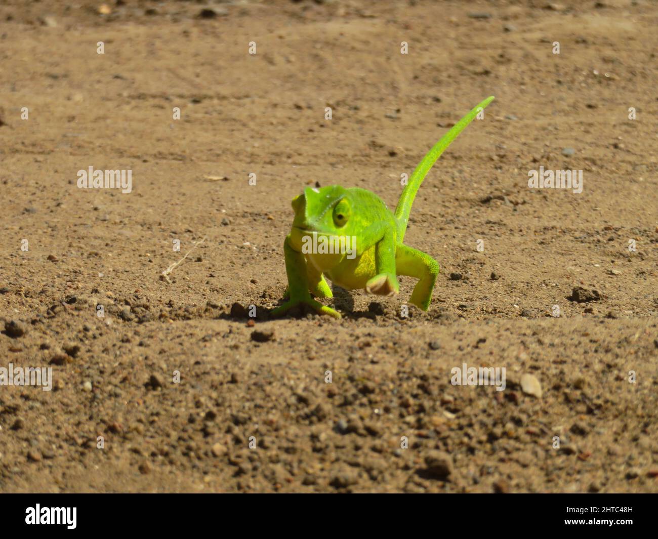 African chameleon in the wilderness Stock Photo - Alamy