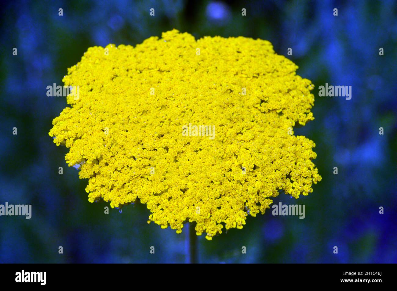 Single Yellow Achillea filipendulina 'Gold Plate' (Yarrow) Flower grown ...