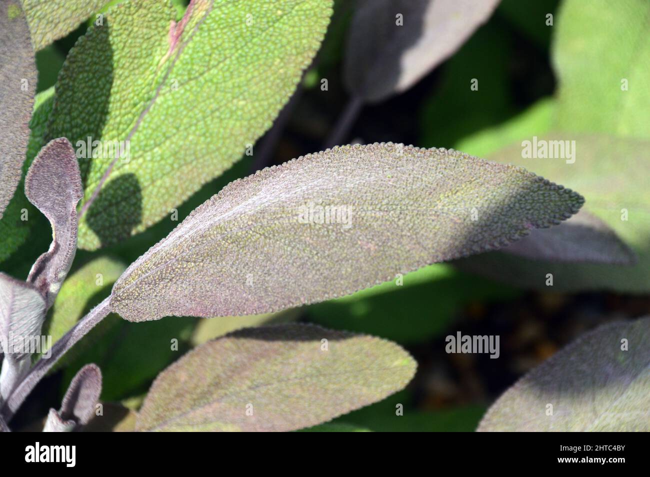 Purple Sage (Salvia officinalis 'Purpurascens') Herb grown in the Herb ...