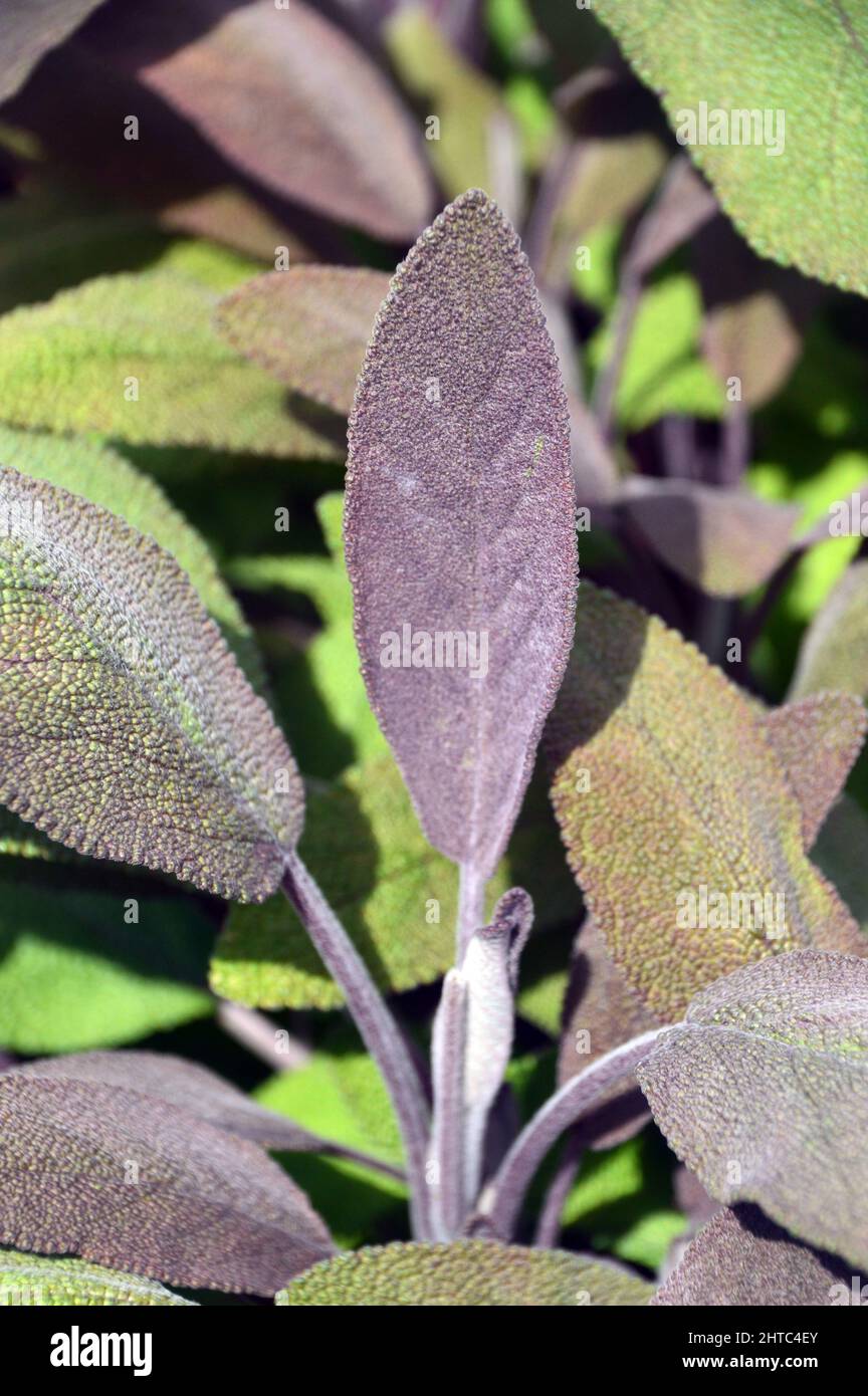 Purple Sage (Salvia officinalis 'Purpurascens') Herb grown in the Herb ...