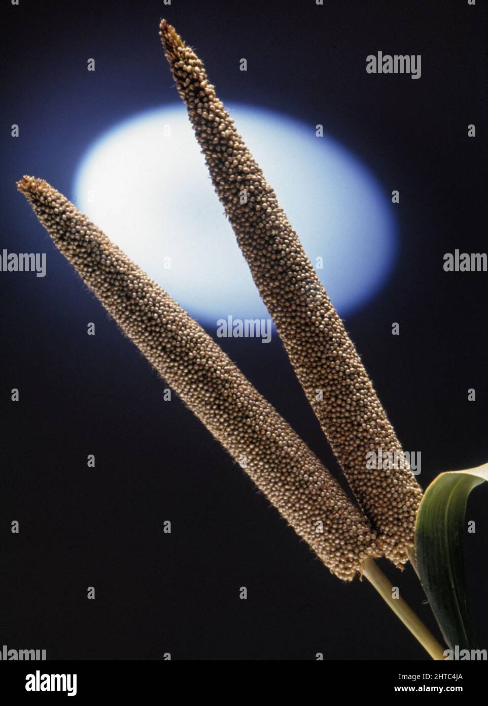 Vertical shot of Jowar crop of India, Asia on a dark background Stock ...