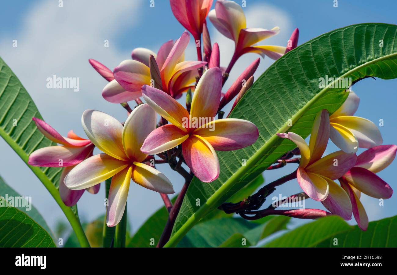 Bali flowers plumeria flowers bali hi-res stock photography and images ...