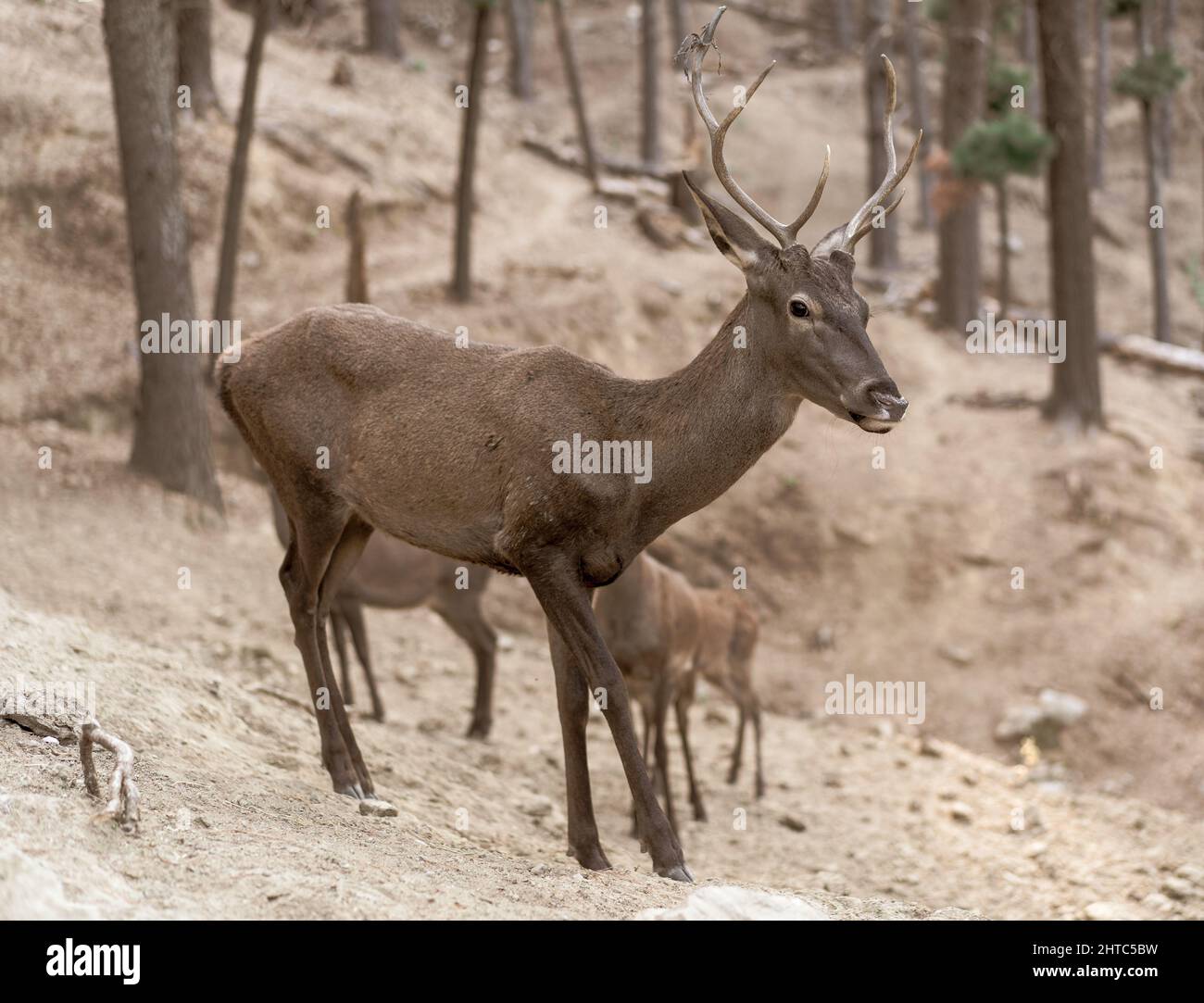Deer standing up in nature Stock Photo - Alamy