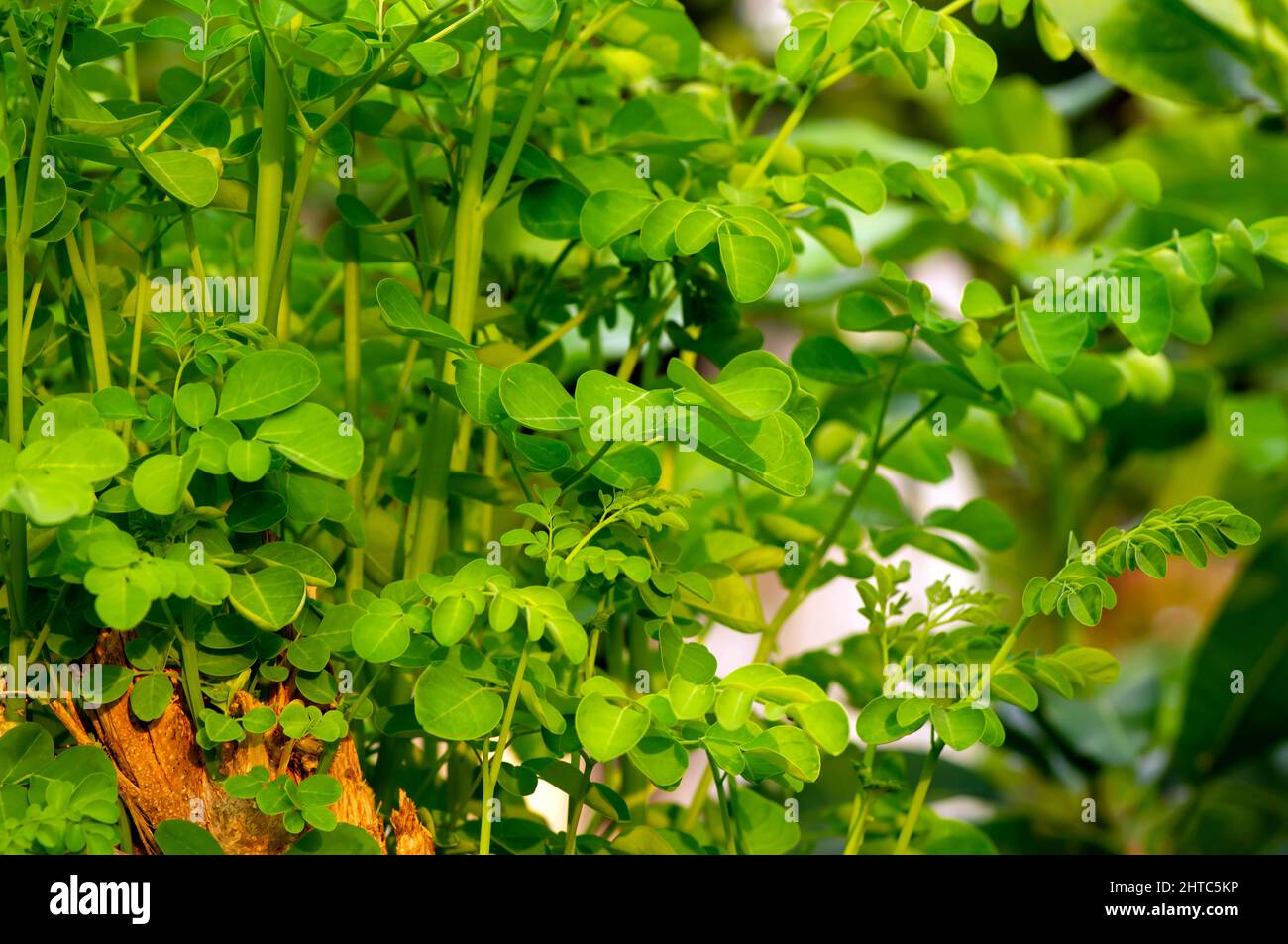 Kelor or Drumstick tree (Moringa oleifera) green leaves selected focus ...
