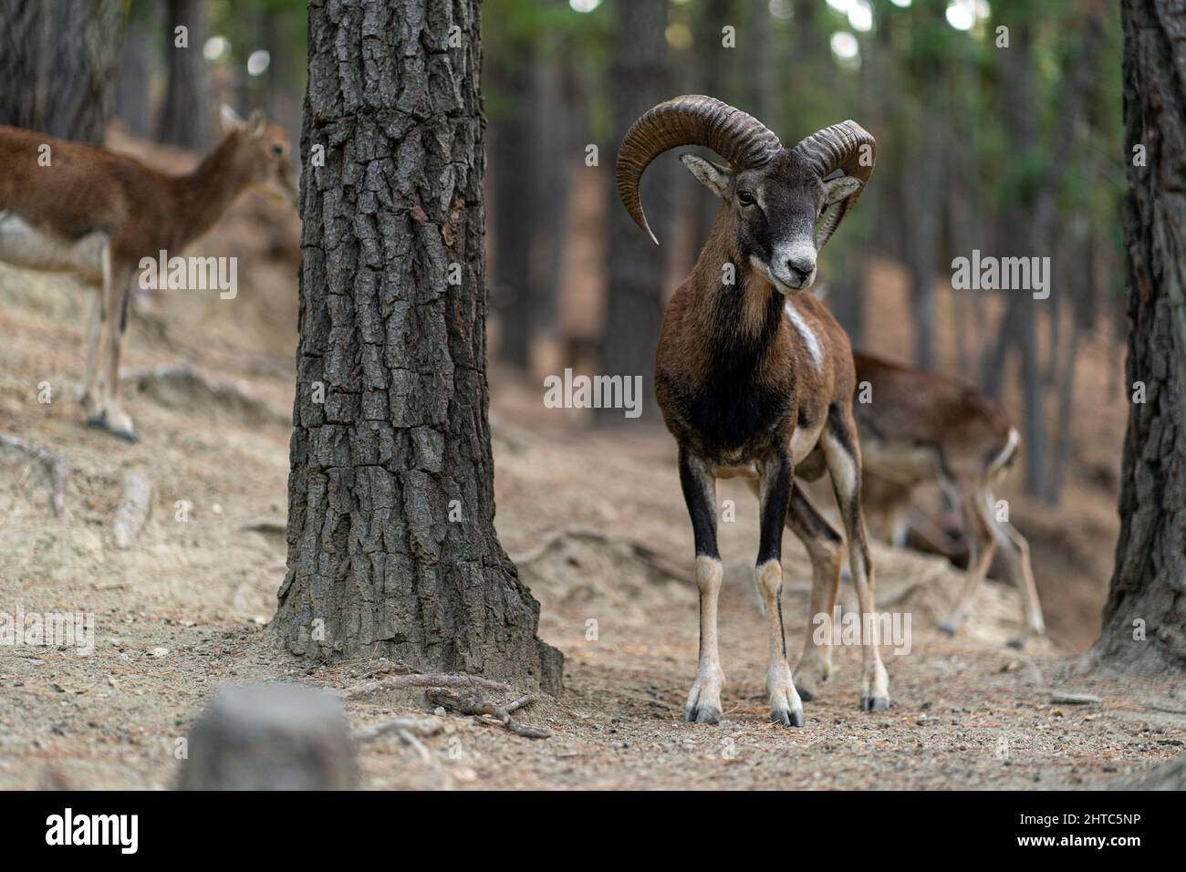 Argali female hi-res stock photography and images - Alamy