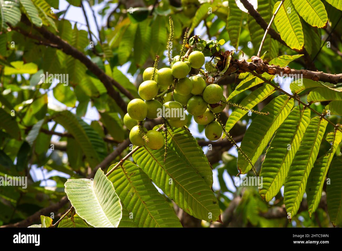 Matoa fruits (Pometia pinnata) hanging on the tree, native fruit from ...